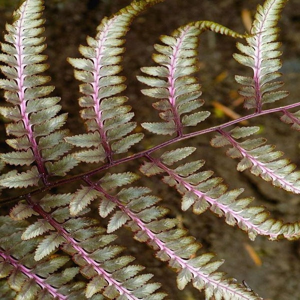 Buy Godzilla Japanese Painted Fern Online | Garden Goods Direct