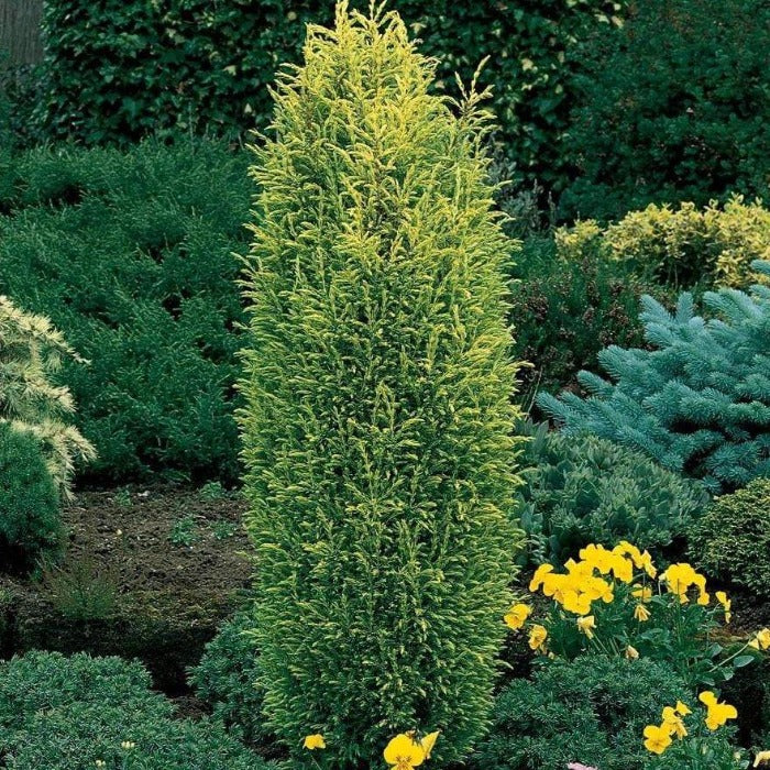 Gold Cone Juniper for Sale | Upright Golden Evergreen