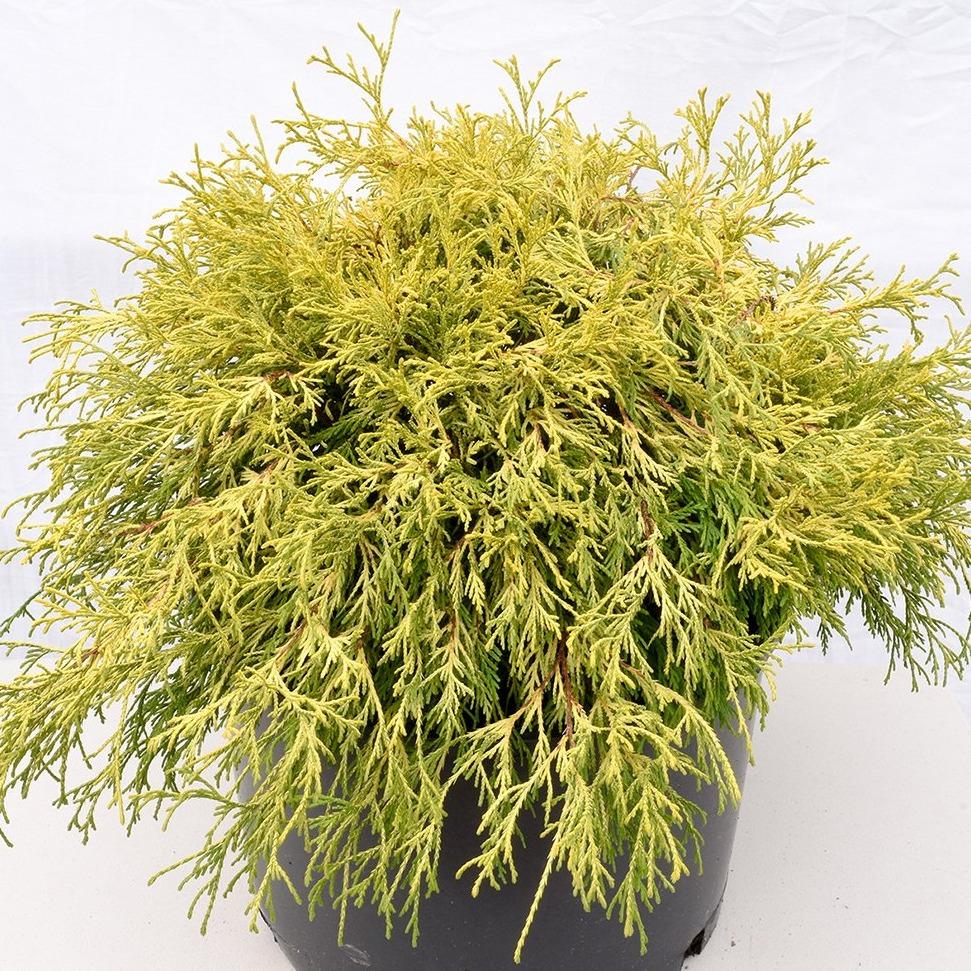 Gold Thread Cypress | Golden Evergreen Shrub for Year-Round Color