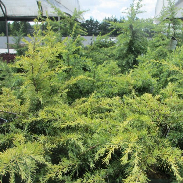 Golden Deodar Cedar Trees for Sale | Garden Goods Direct