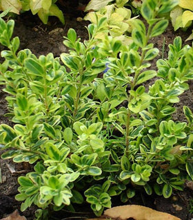 Buy Boxwoods Online - Buxus | Garden Goods Direct