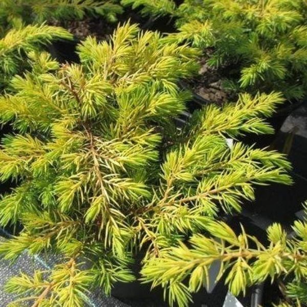 Buy Golden Pacific Shore Juniper Online | Garden Goods Direct
