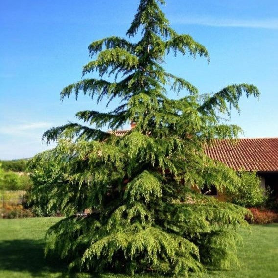 Green Atlas Cedar Trees for Sale | Garden Goods Direct