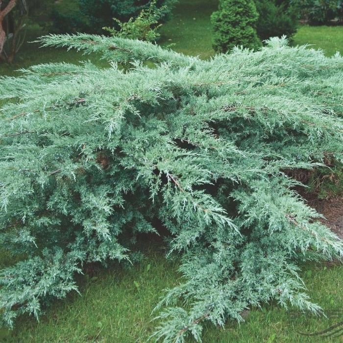 Buy Grey Owl Juniper Online | Garden Goods Direct