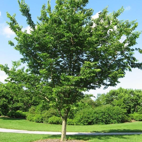Hackberry Tree for Sale | Garden Goods Direct