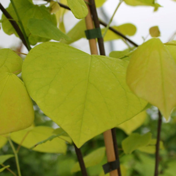 Buy Hearts of Gold Redbud Tree Online | Garden Goods Direct