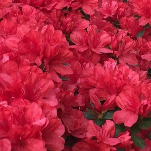 Buy Hershey Red Azalea Online | Garden Goods Direct