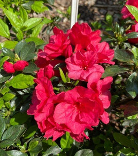 Red Azalea Bushes for Sale | Garden Goods Direct