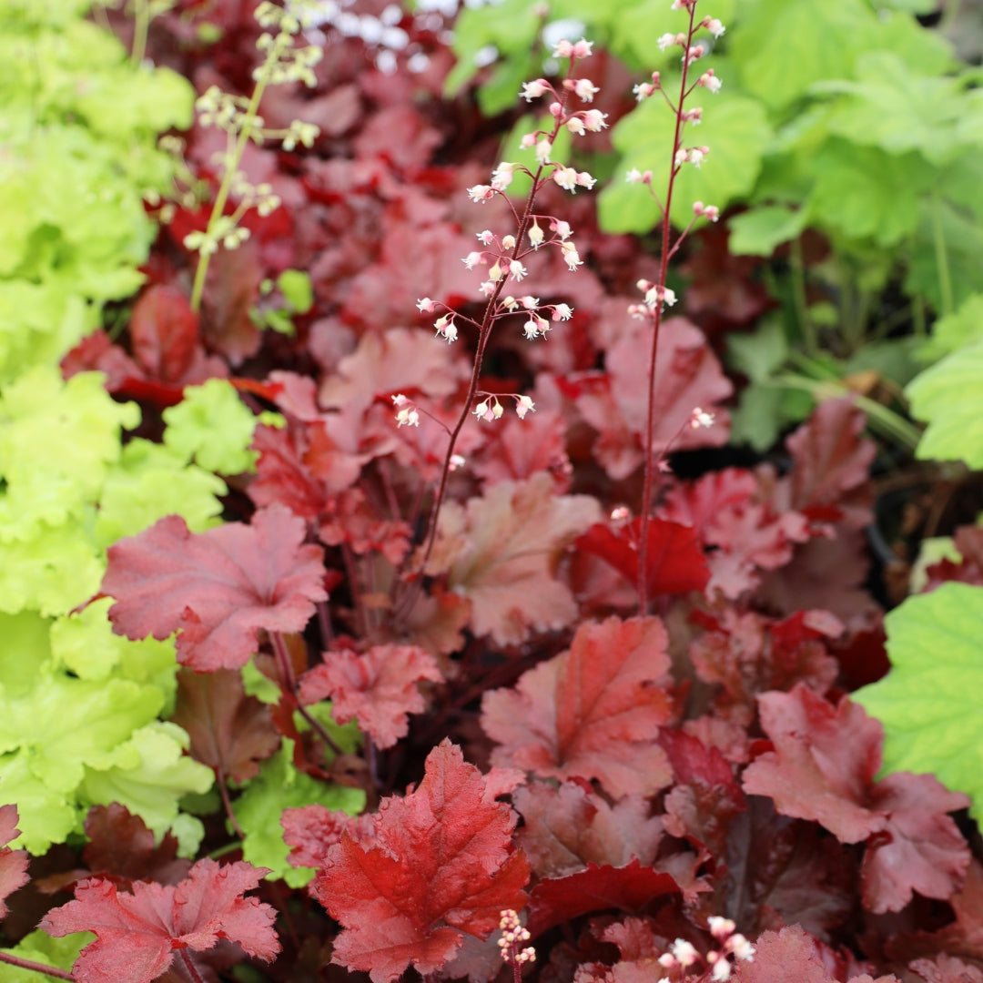 Coral Bells Heuchera