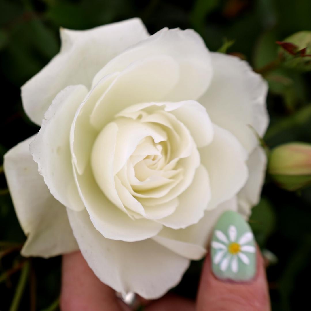 Iceberg Rose Bush for Sale | Garden Goods Direct