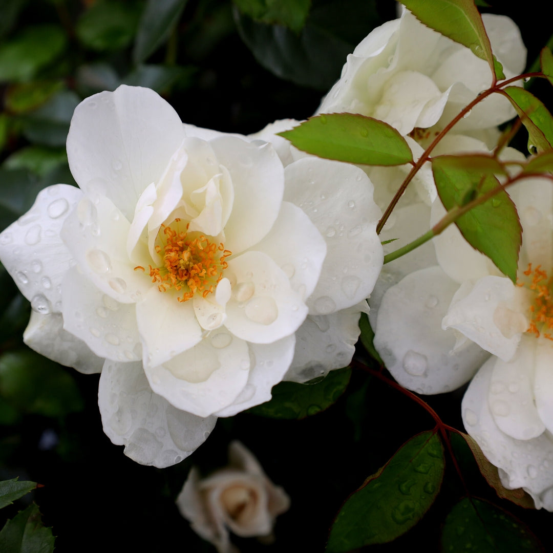 Iceberg Rose Bush for Sale | Garden Goods Direct