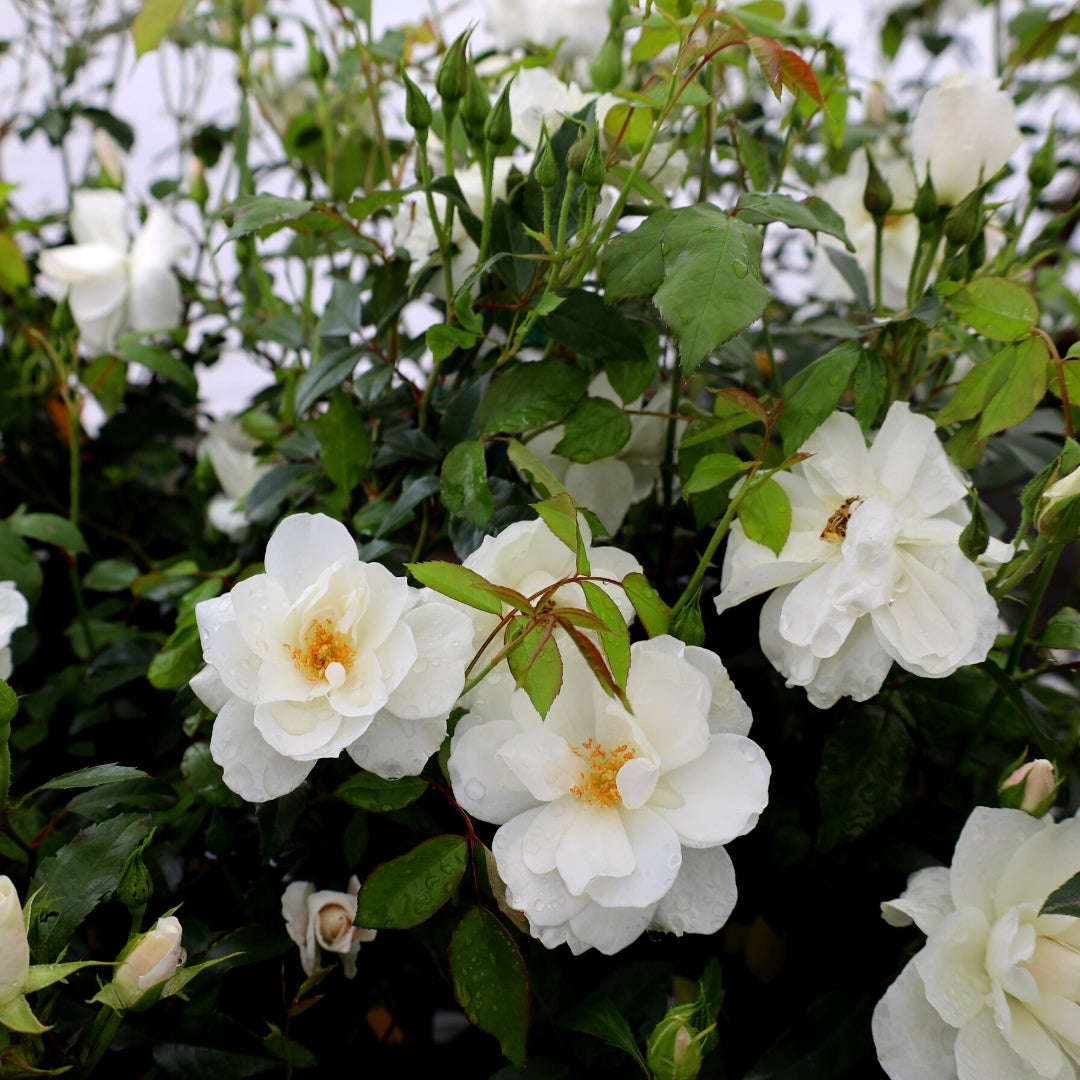 Iceberg Rose Bush for Sale | Garden Goods Direct