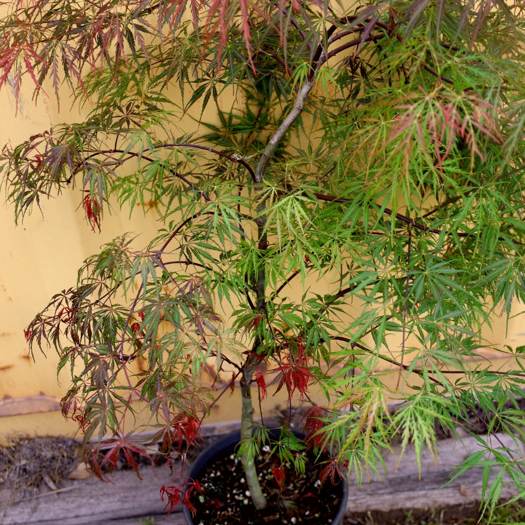 Inaba Shidare Japanese Maple Acer Palmatum Dissectum Inaba Shidare