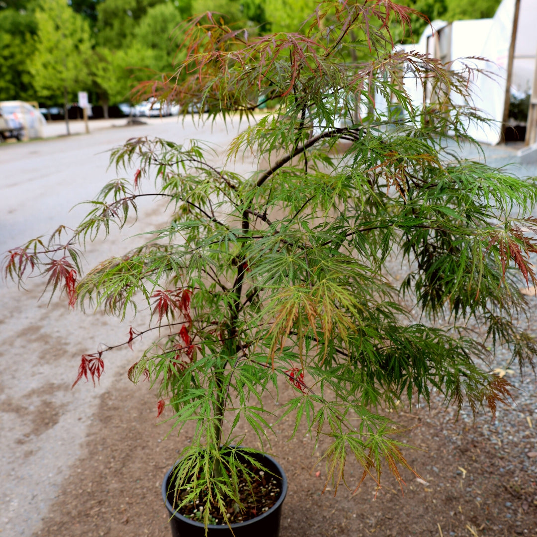 Buy Inaba Shidare Japanese Maple Trees Online | Garden Goods Direct