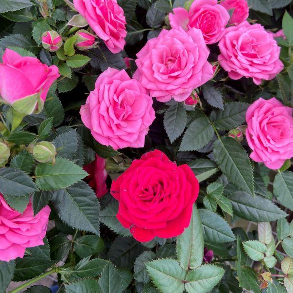 Mini Indoor Rose Bushes for Sale | Garden Goods Direct