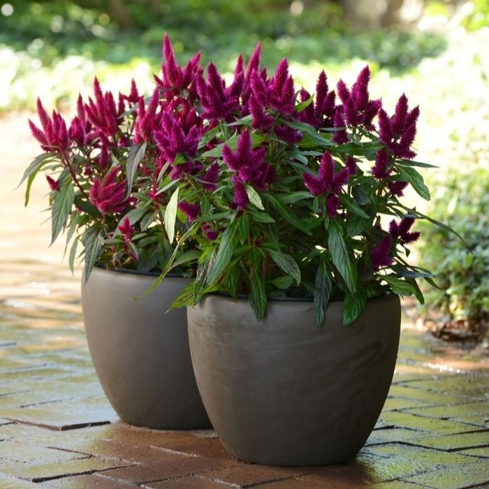 Intenz Dark Purple Celosia for Sale | Garden Goods Direct