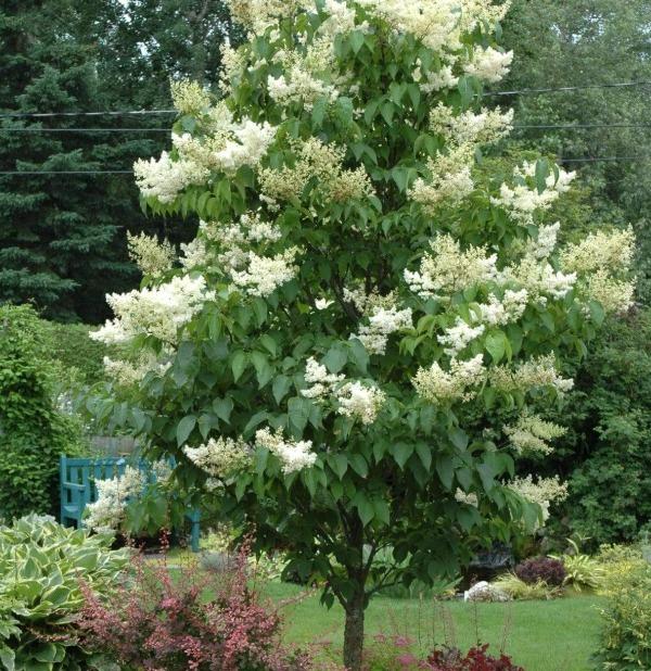 Ivory Silk Lilac Trees for Sale | Garden Goods Direct