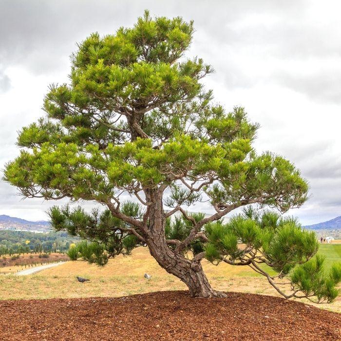 Pine Tree For Shade