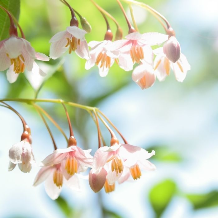 Japanese Snowbell Trees for Sale | Styrax | Garden Goods Direct