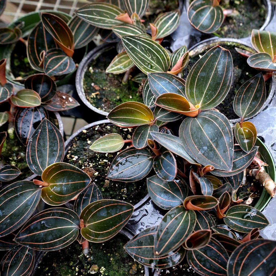 Buy Green Jewel Orchid Plants Online | Garden Goods Direct