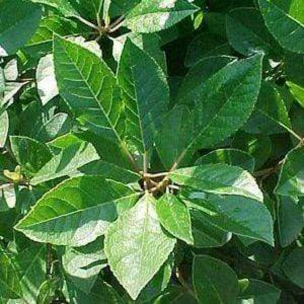 Buy Jim Dandy Winterberry Shrubs Online | Garden Goods Direct