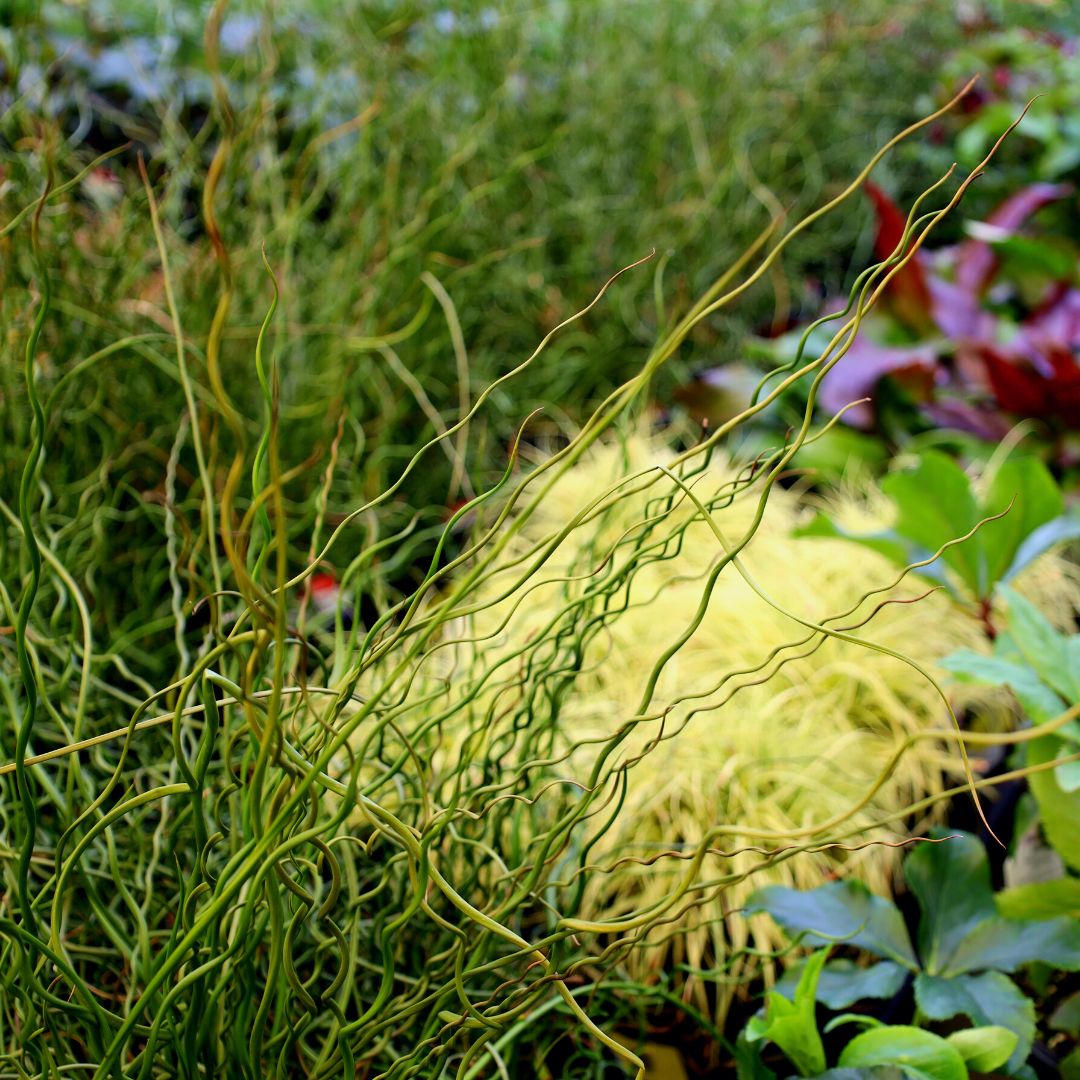 Buy Juncus Big Twister Online | Free Shipping Over $99