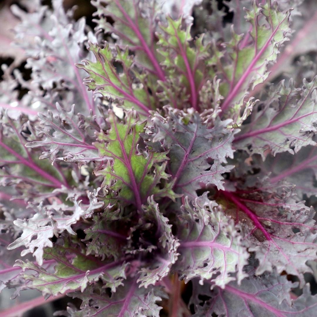 Kale Peacock Red for Sale | Garden Goods Direct