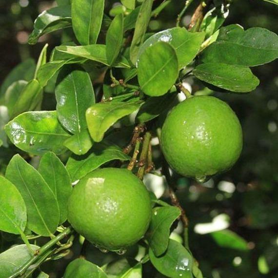 Buy Key Lime Trees Online - Citrus aurantifolia | Garden Goods Direct