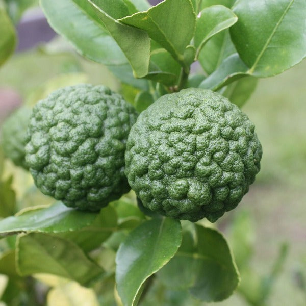Kieffer Lime Trees for Sale | Garden Goods Direct