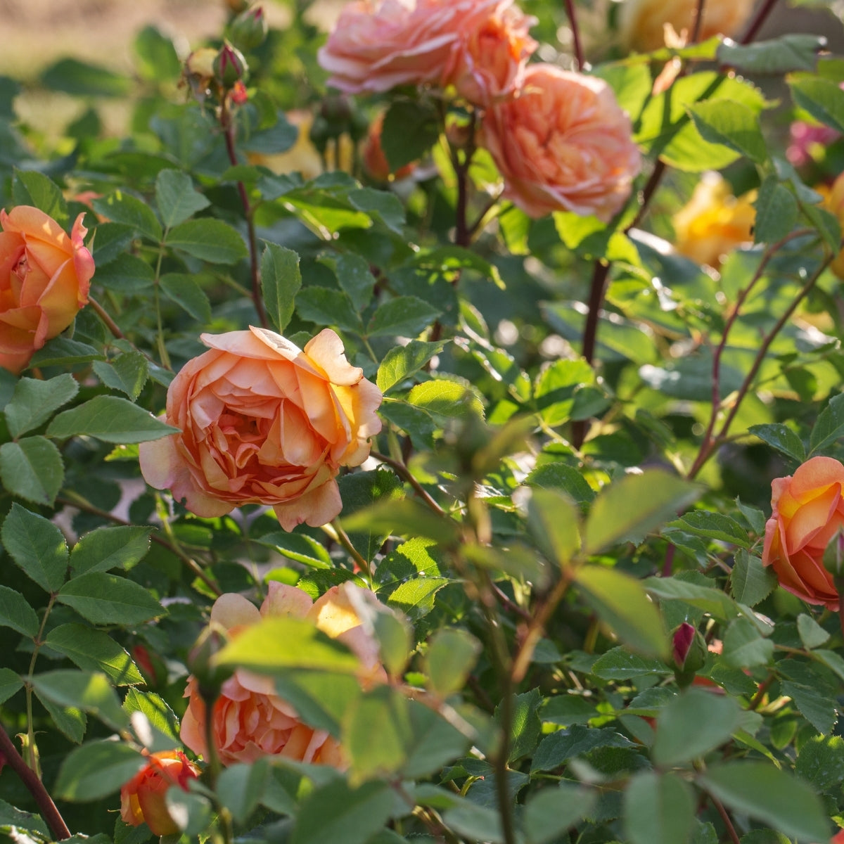 Lady of Shalott Rose – Apricot English Rose with Tea Fragrance