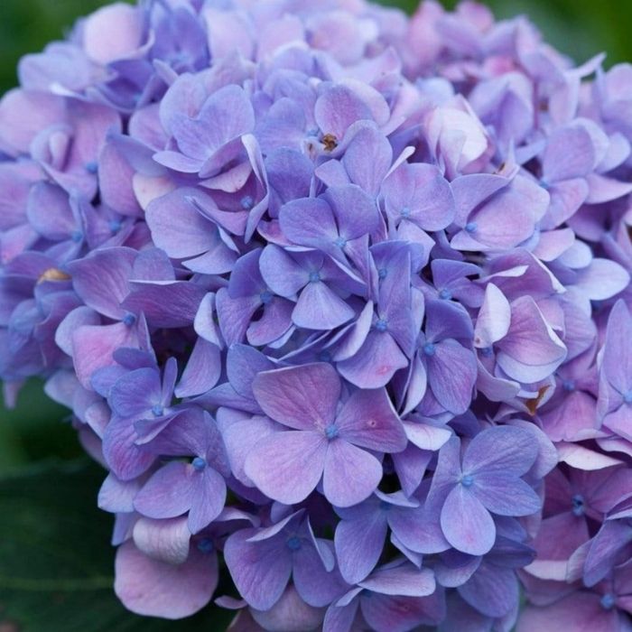 Buy Let's Dance Moonlight Hydrangeas | Garden Goods Direct