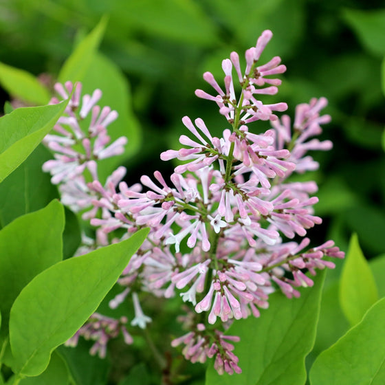 Miss Kim Lilac Size