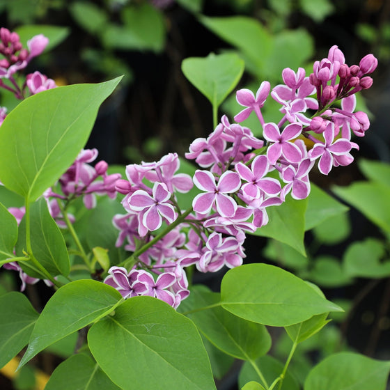 Sensation Lilac for Sale | Garden Goods Direct