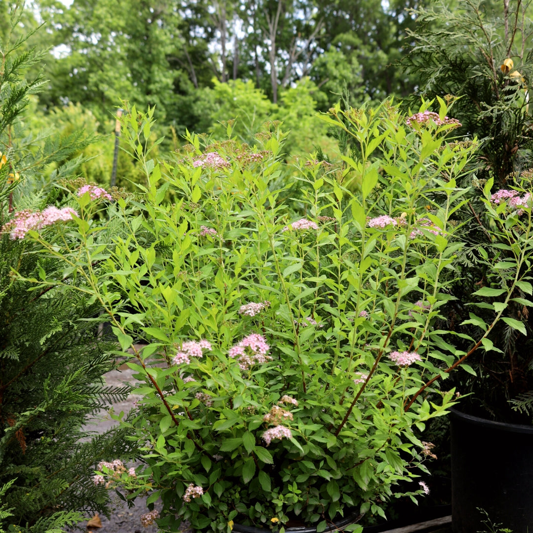 Little Princess Spirea Shrubs for Sale | Garden Goods Direct
