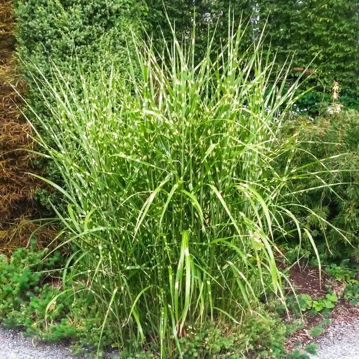Buy Little Zebra Grass Online | Garden Goods Direct