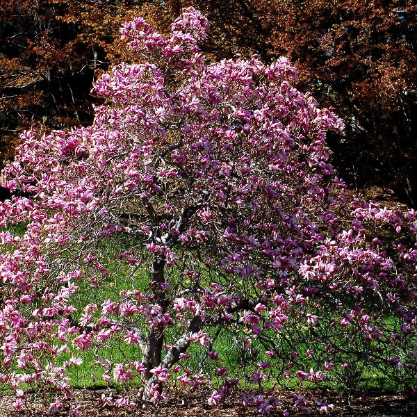 Magnolia Betty Trees for Sale | Garden Goods Direct