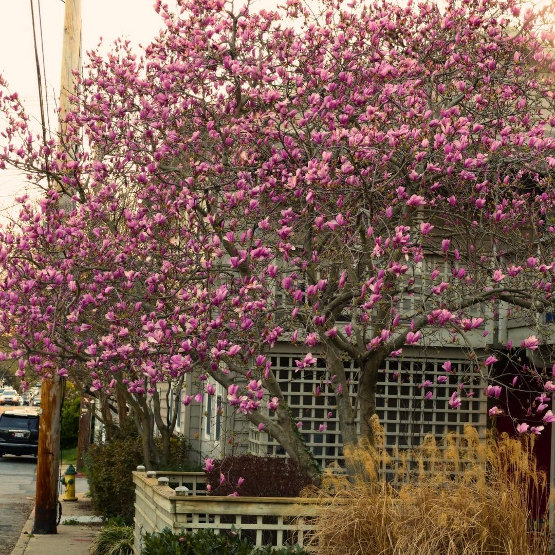 Buy Jane Magnolia Trees Online | Garden Goods Direct