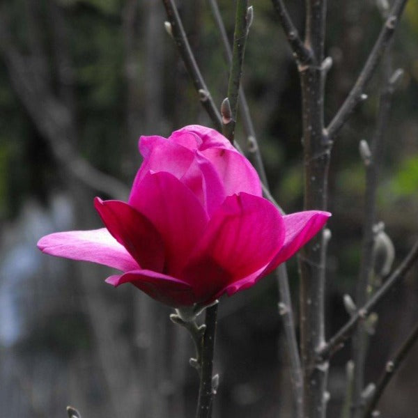 Magnolia Pink Pyramid Trees for Sale | Garden Goods Direct