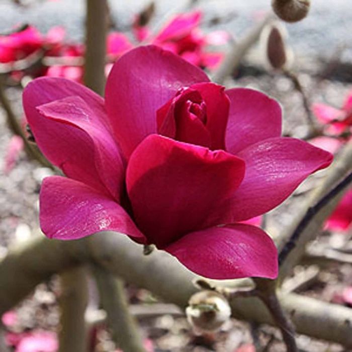 Magnolia Pink Pyramid Trees for Sale | Garden Goods Direct