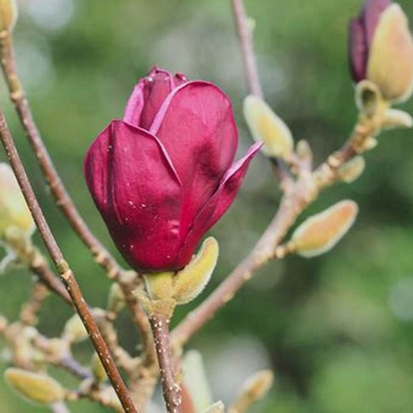 Magnolia Tinker Belle Trees for Sale | Garden Goods Direct