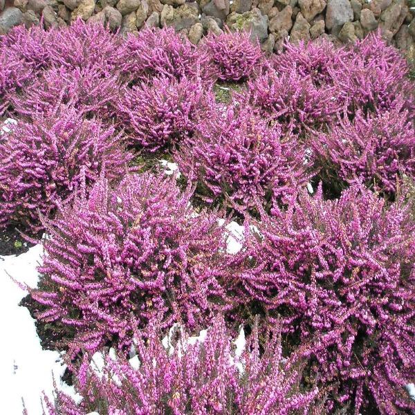 Buy Mediterranean Pink Heather | Garden Goods Direct