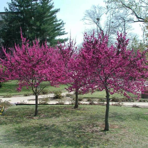 Buy Merlot Redbud Trees Online | Garden Goods Direct