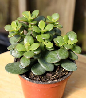 Money maker plant store