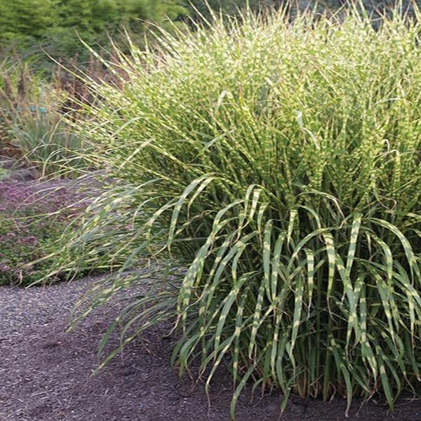 Buy Miscanthus Gold Breeze Online | Garden Goods Direct