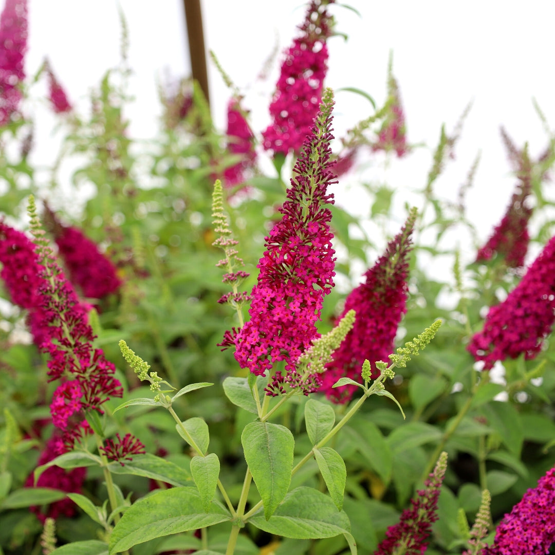 Miss Molly Butterfly Bush for Sale | Bright Magenta Blooms