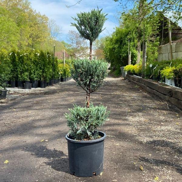 Buy Moonglow Juniper 3-Tier Topiary Trees Online | Garden Goods Direct