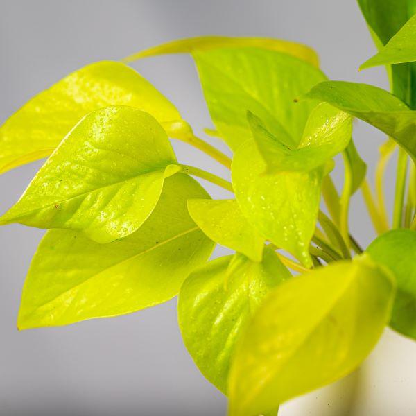Neon Pothos | Easy, Bright Chartreuse Indoor Vine | Garden Goods Direct