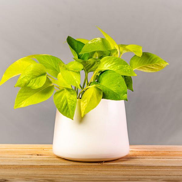 Neon Pothos | Easy, Bright Chartreuse Indoor Vine | Garden Goods Direct