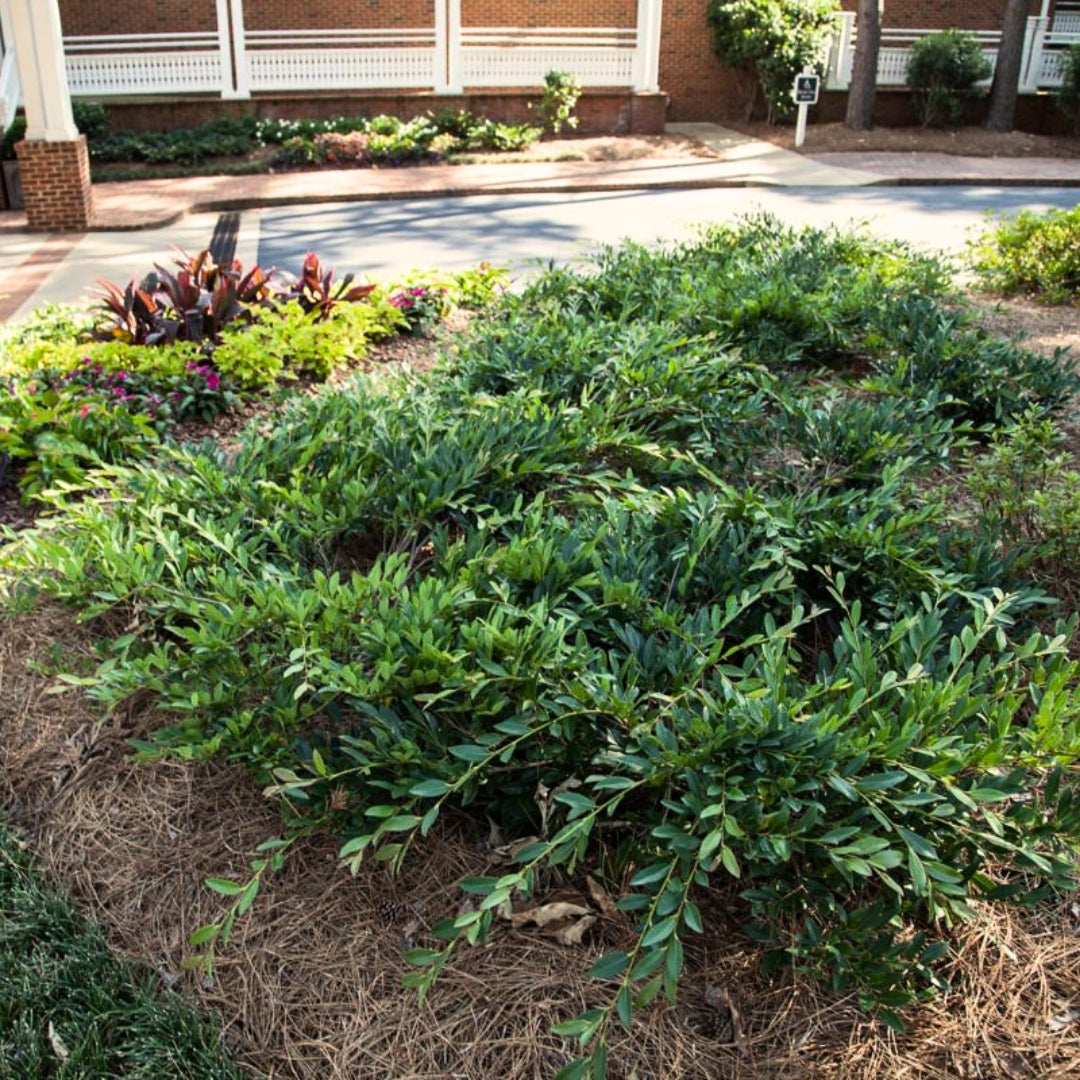 Buy Blue Cascade Disylium | Evergreen Shrub | Garden Goods Direct