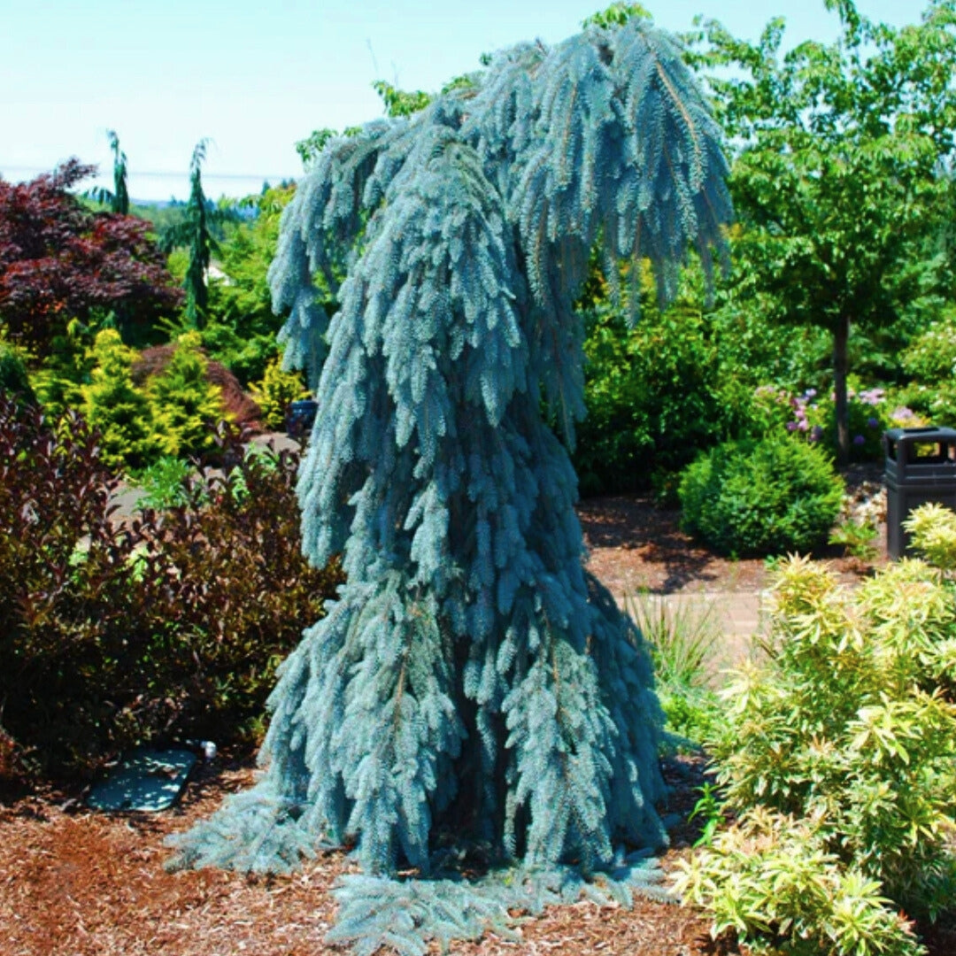 Buy Weeping Blue Spruce Trees Online | Garden Goods Direct
